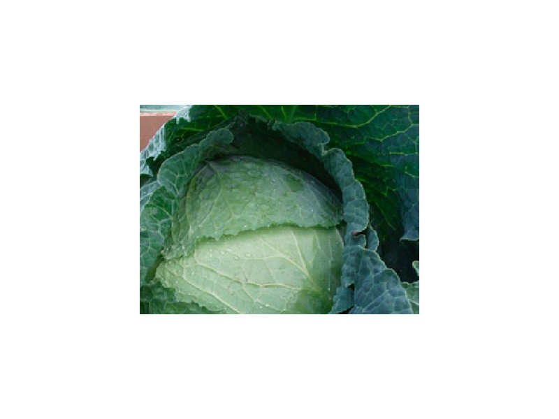 Repollo Liso de mondoñedo