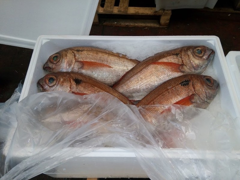 Besugo fresco. Tienda online pescado fresco