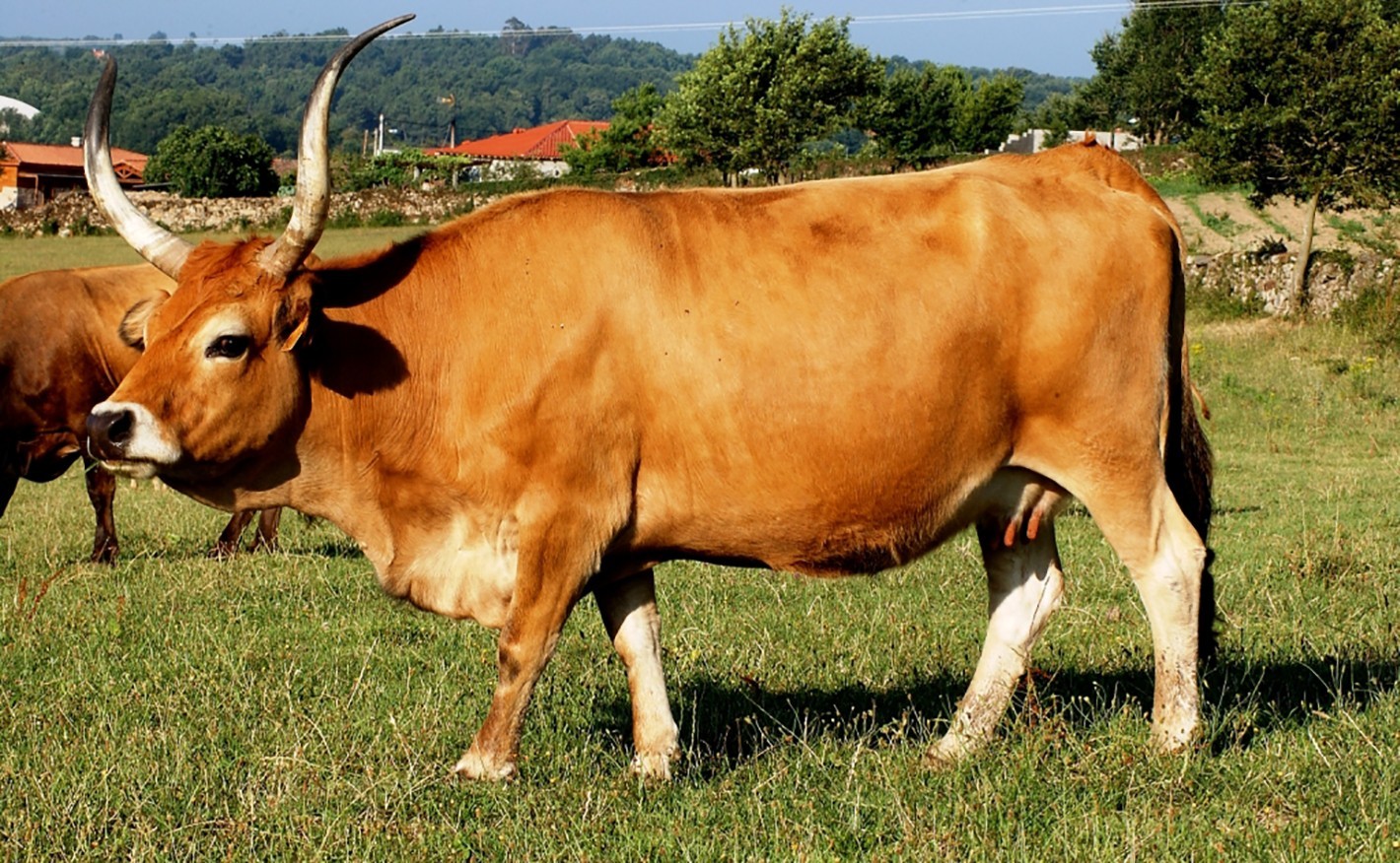 LA CARNE DE VACA CACHENA, UN PLACER PARA EL PALADAR - Faro da Palloza ...